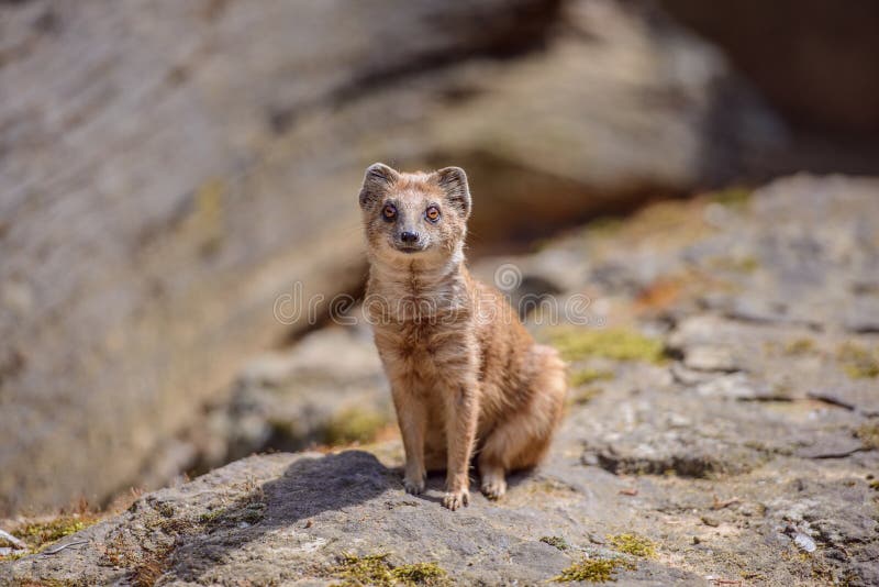 Details of a Wild Yellow Mongoose Fox Stock Photo - Image of dirt ...