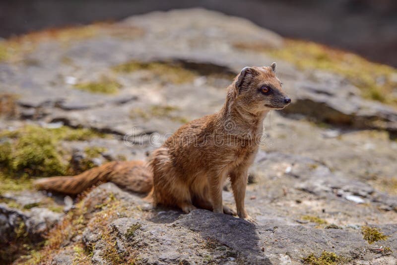 Details of a Wild Yellow Mongoose Fox Stock Image - Image of brown ...