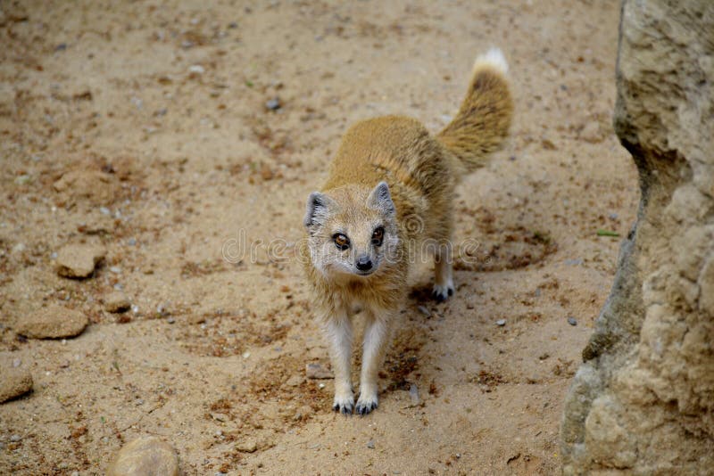 287 Female Mongoose Stock Photos - Free & Royalty-Free Stock Photos ...