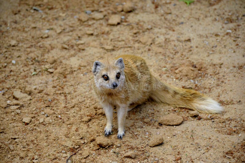 Details of a Wild Yellow Mongoose Fox Stock Photo - Image of outdoor ...