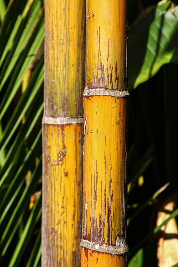 Details of Yellow Bamboo Trunks Stock Photo - Image of trunks, plant ...