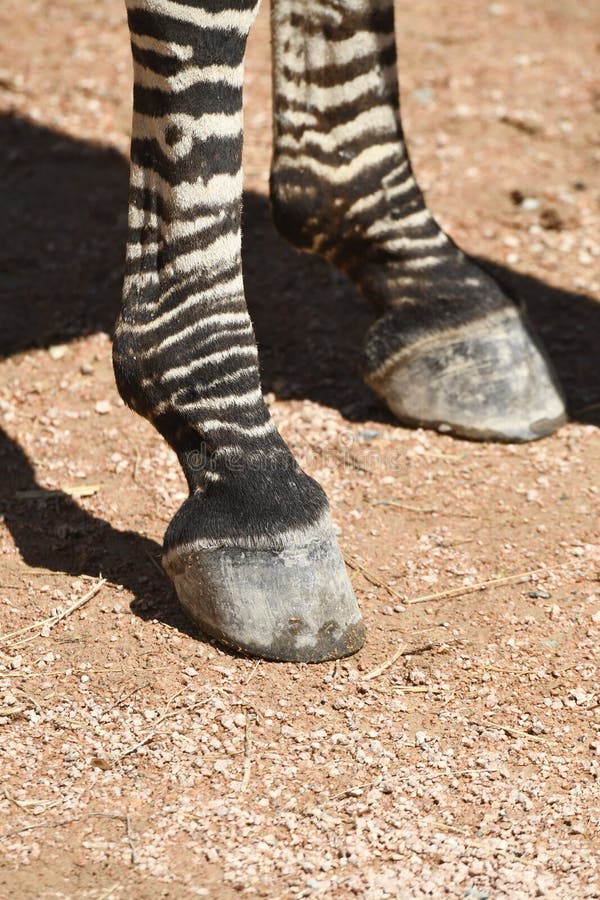Zebra Paws Stock Photos - Free & Royalty-Free Stock Photos from Dreamstime