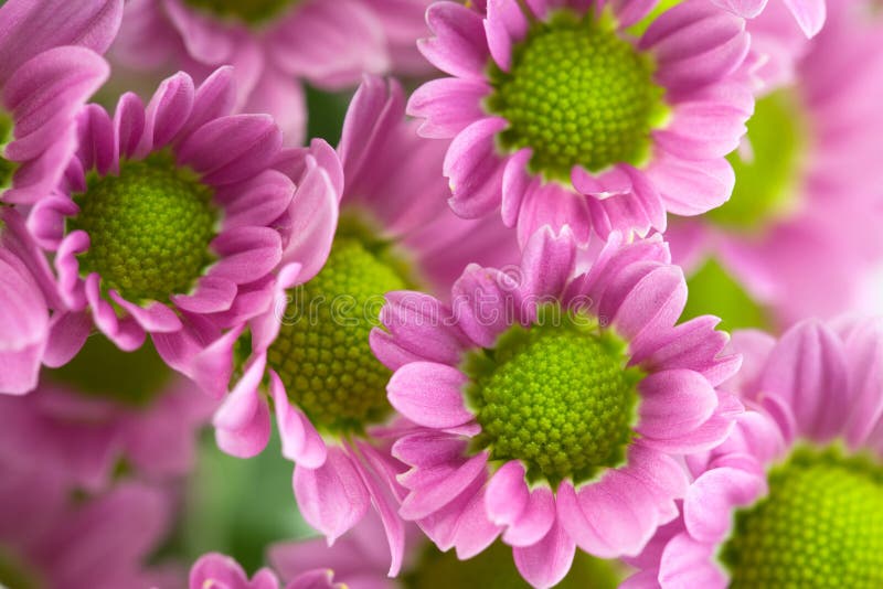 Detalhe Cor-de-rosa Da Margarida Foto de Stock - Imagem de jardim ...