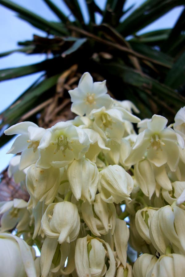 Flor de palma imagem de stock. Imagem de indonésia, fértil - 241084263