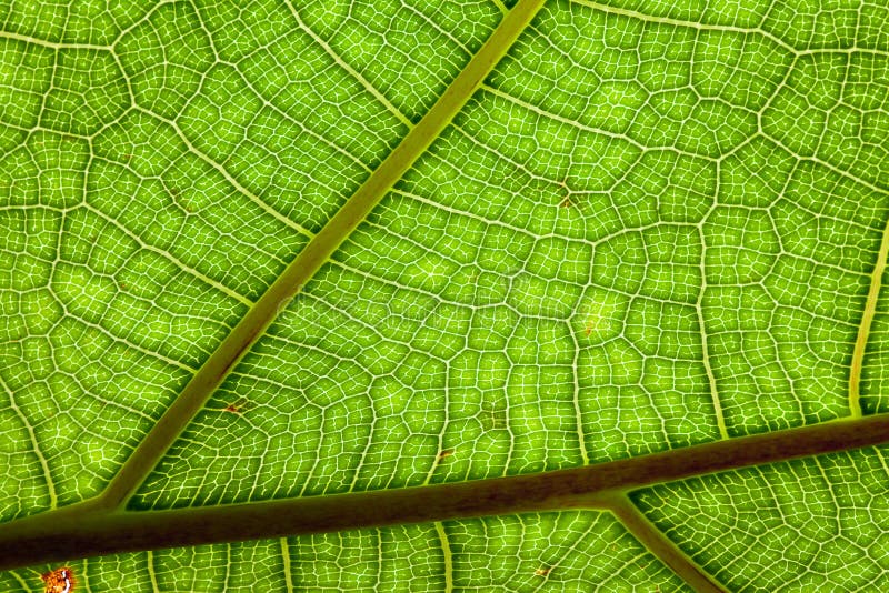 Detalhe da folha imagem de stock. Imagem de filial, floresta - 11392973
