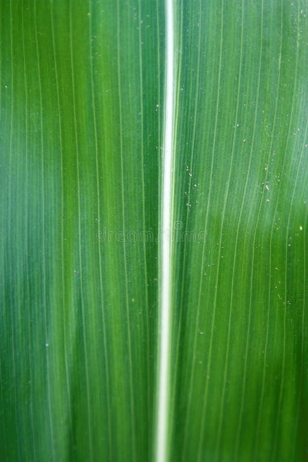 Detalhe da folha do milho imagem de stock. Imagem de milho - 5258877