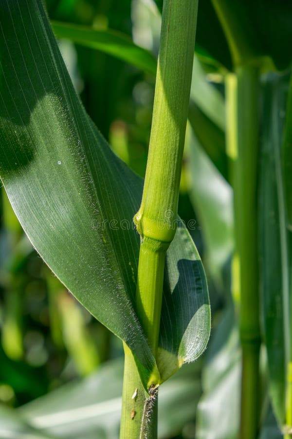 Detalhe da haste do milho foto de stock. Imagem de produto - 51535346