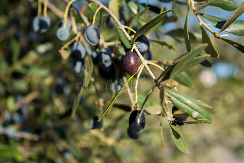 Detalhe De Olive Tree with Um Fim Acima De Um Ramo E De Algum Pasto ...