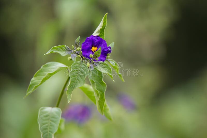 Detalhe De Um Arbusto Azul Da Batata Foto de Stock - Image of arbusto ...