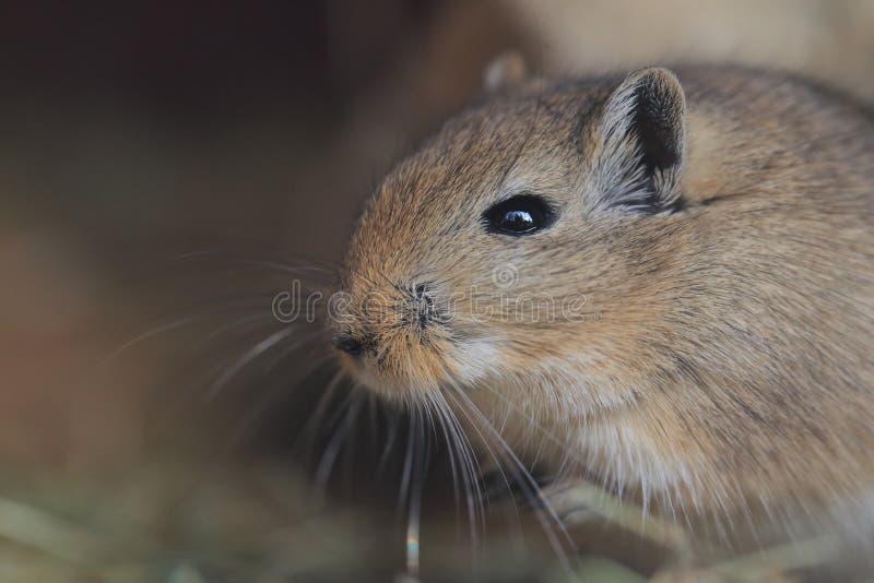 Detalhe do gerbo mongol foto de stock. Imagem de gerbo - 265819344