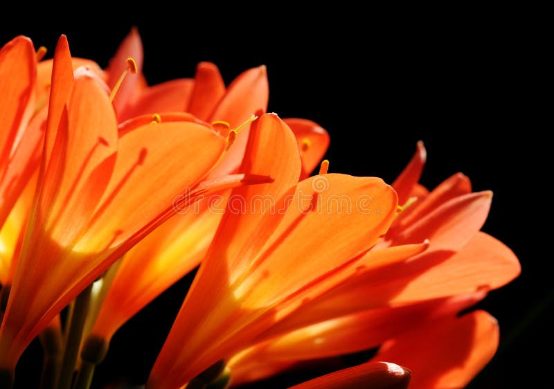 Detalhe Do Minata De Clivia Foto de Stock - Imagem de flor, crescimento ...