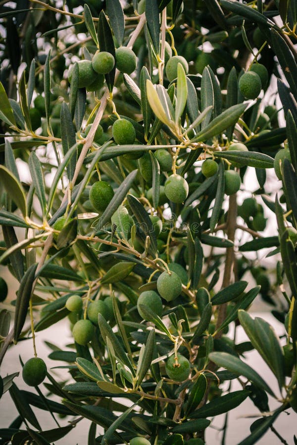 Detalhe do olival grego foto de stock. Imagem de verde - 157003038