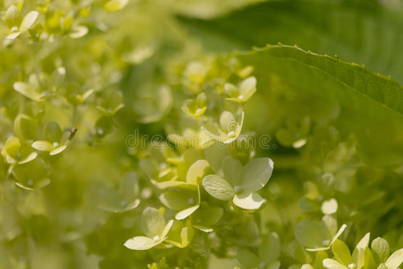 Detalhes Das Flores De Hydrangea Verde E Branca Foto de Stock - Imagem ...