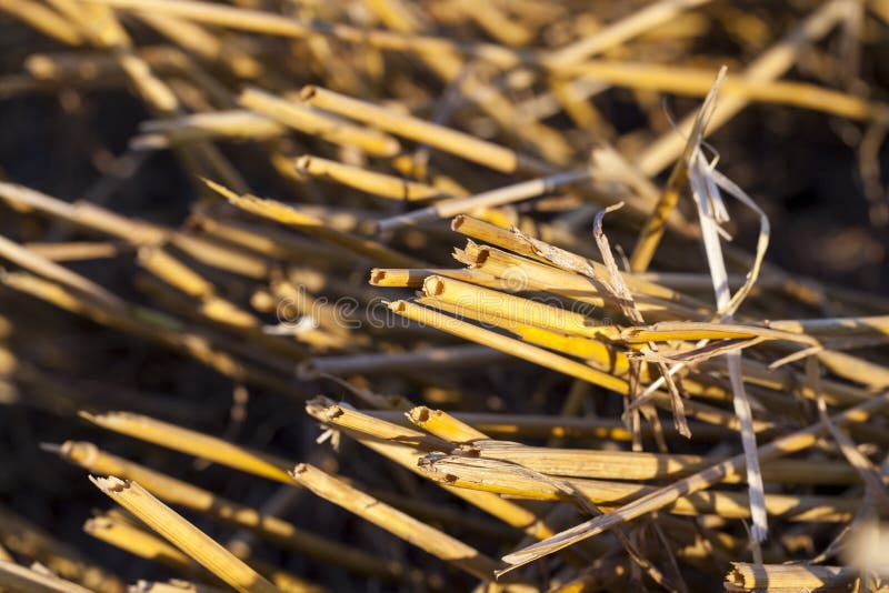 Restolho e trigo novo foto de stock. Imagem de planta - 121609760