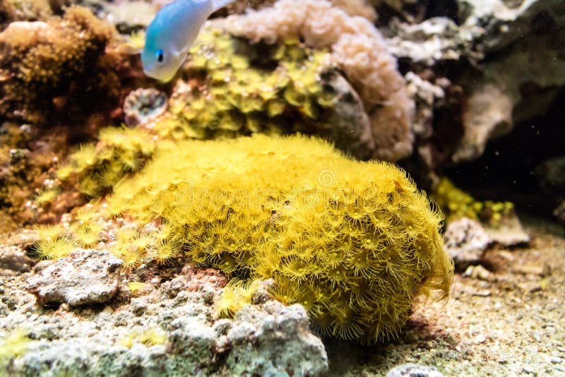 Korallrev arkivfoto. Bild av utomhus, koraller, flotta - 16336452