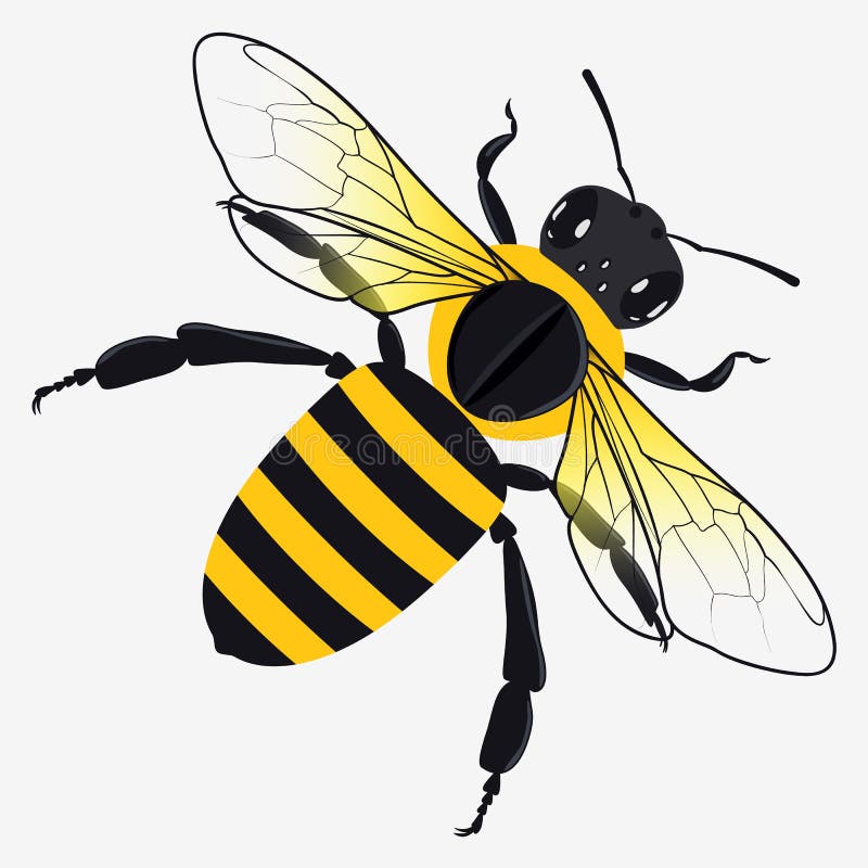 Detaljerade Honey Bee Vector Illustration Vektor Illustrationer ...