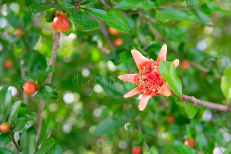 Detalle De Flor De Granada Punica Granatum Foto de archivo - Imagen de ...