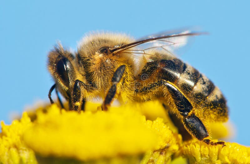 Detalle de la abeja imagen de archivo. Imagen de azul - 41285393