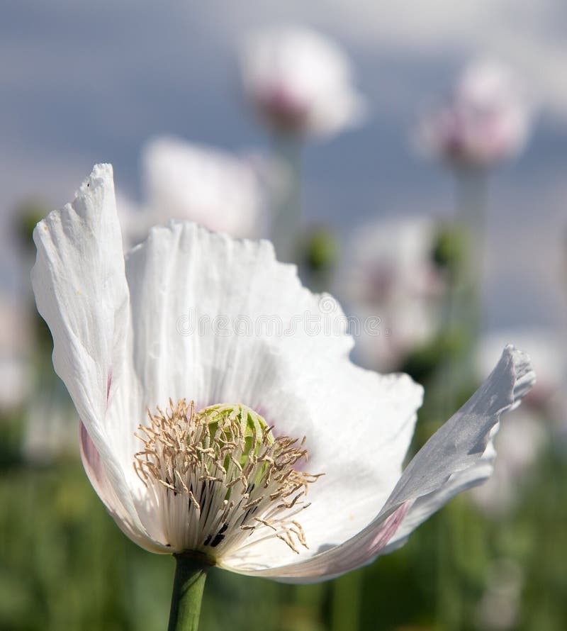 Detalle De La Amapola De Opio Floreciente, Campo De La Amapola Imagen ...