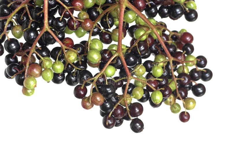 Detalle De La Baya Del Saúco Imagen de archivo - Imagen de ingrediente ...