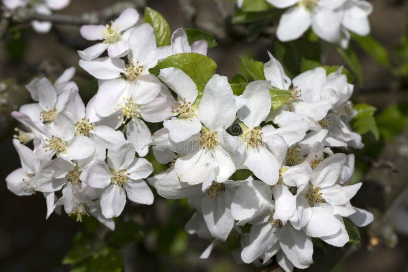 Detalle De La Flor Del Manzano Foto de archivo - Imagen de macro ...