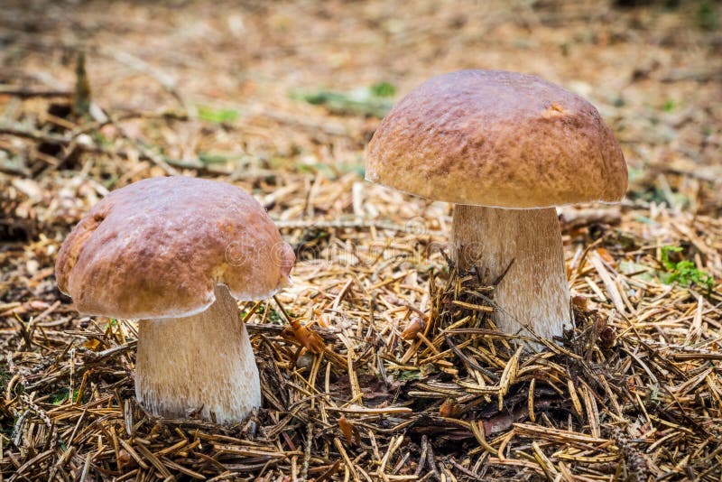 Detalle De La Seta Comestible Asombrosa De La Seta Foto de archivo ...