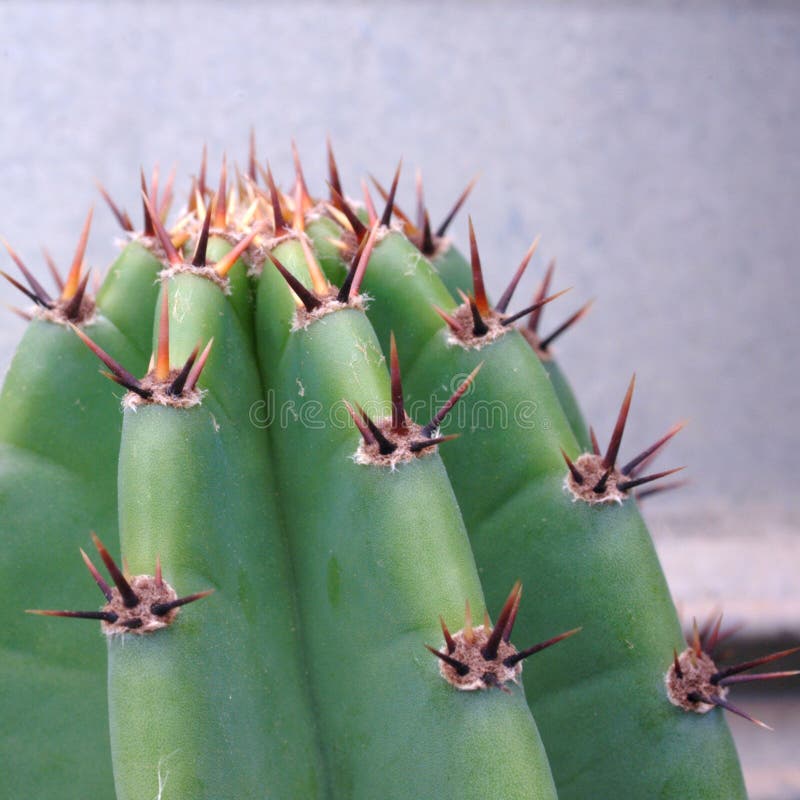 Detalle De Las Espinas De Un Cactus Foto de archivo - Imagen de paisaje ...