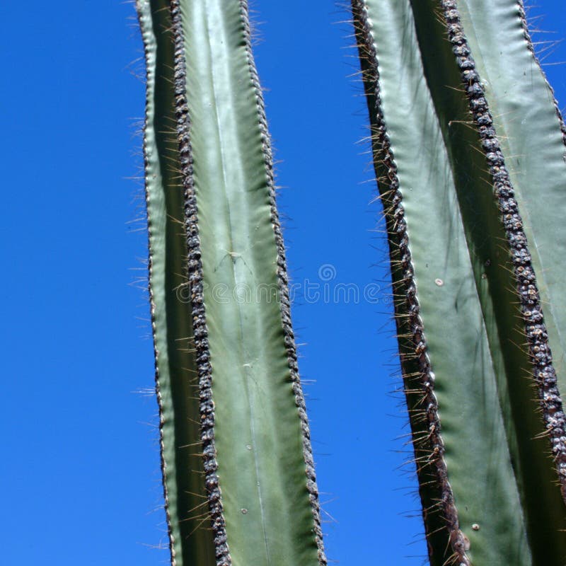 Detalle De Las Espinas De Un Cactus Imagen de archivo - Imagen de ...