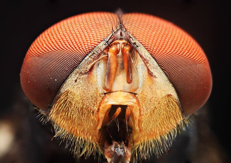 Detalle De Los Ojos De Las Moscas Foto de archivo - Imagen de moscas ...