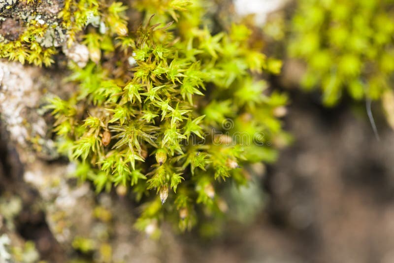 Detalle De Los Ruralis De Tortula Imagen de archivo - Imagen de ...
