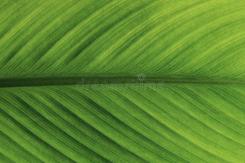 Detalle De Textura De Plantas De Hoja Foto de archivo - Imagen de ...