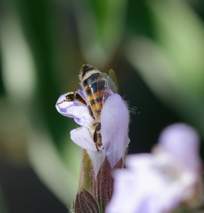 Detalle De Una Abeja Dentro De Una Flor De Sabio Imagen de archivo ...