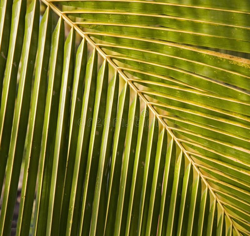 Detalle De Una Fronda De La Palma Foto de archivo - Imagen de azul ...