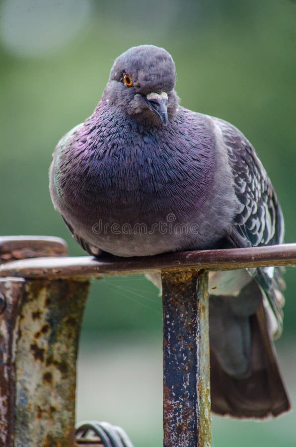 Detalle De Una Imagen De Conjunto Sentada Foto de archivo - Imagen de ...