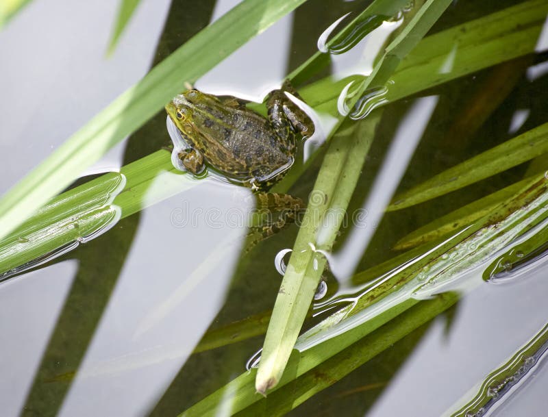 Detalle De La Rana En Agua En La Piscina Imagen de archivo - Imagen de ...