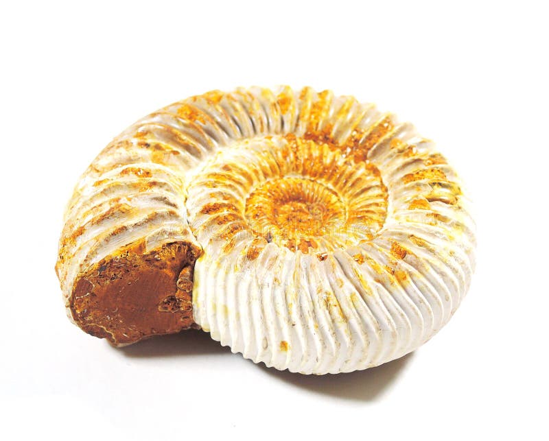 Detalle Del Amonitas Fosilizadas Foto de archivo - Imagen de magreb ...