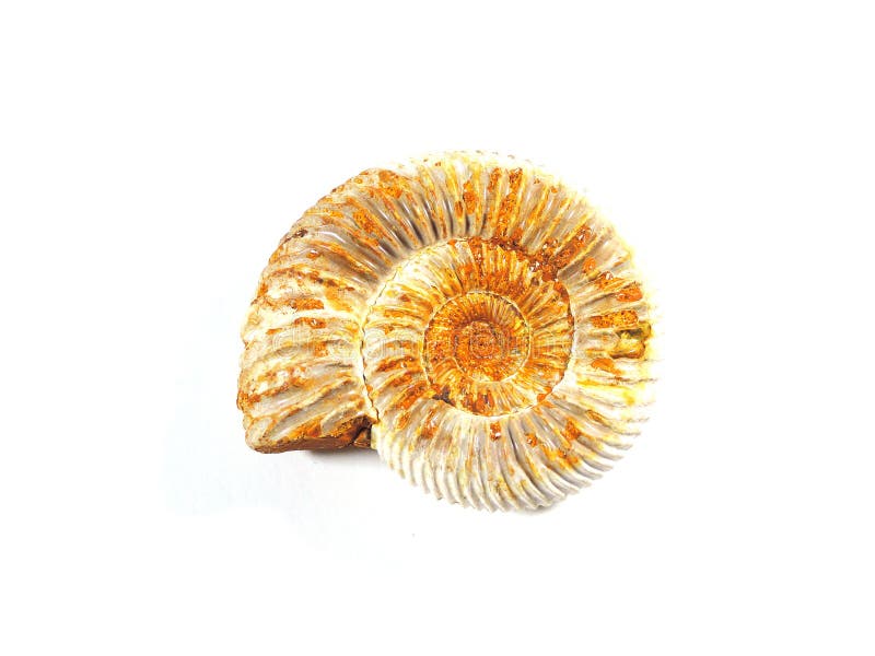 Detalle Del Amonitas Fosilizadas Foto de archivo - Imagen de magreb ...