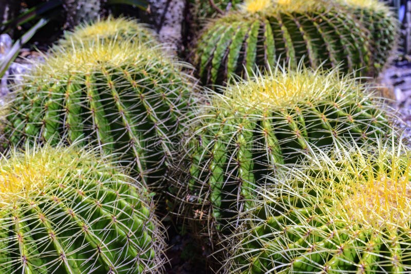 Detalle Del Cactus Con Sus Espinas Imagen de archivo - Imagen de verde ...