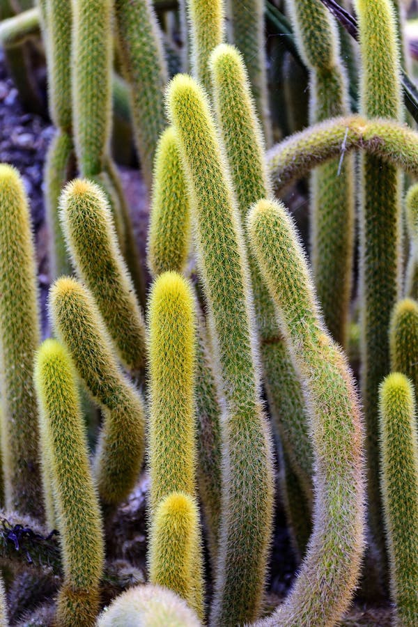 Detalle Del Cactus Con Sus Espinas Imagen de archivo - Imagen de verde ...