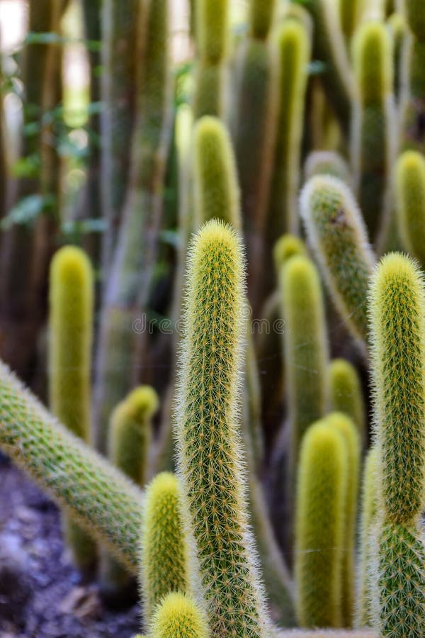 Detalle Del Cactus Con Sus Espinas Foto de archivo - Imagen de planta ...