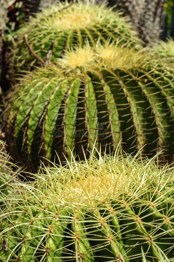 Detalle Del Cactus Con Sus Espinas Imagen de archivo - Imagen de verde ...