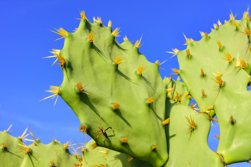 Detalle Del Cactus Con Sus Espinas Imagen de archivo - Imagen de verde ...