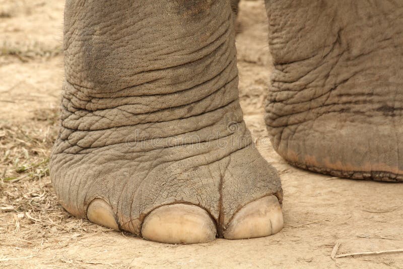 Detalle Del Pie Del Elefante Imagen de archivo - Imagen de salvaje ...