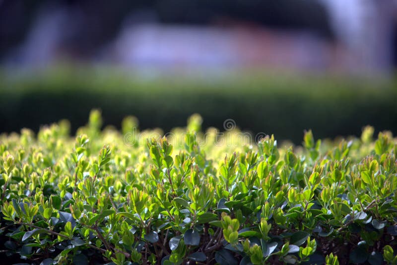 Detalle del seto imagen de archivo. Imagen de negro, belleza - 14236877