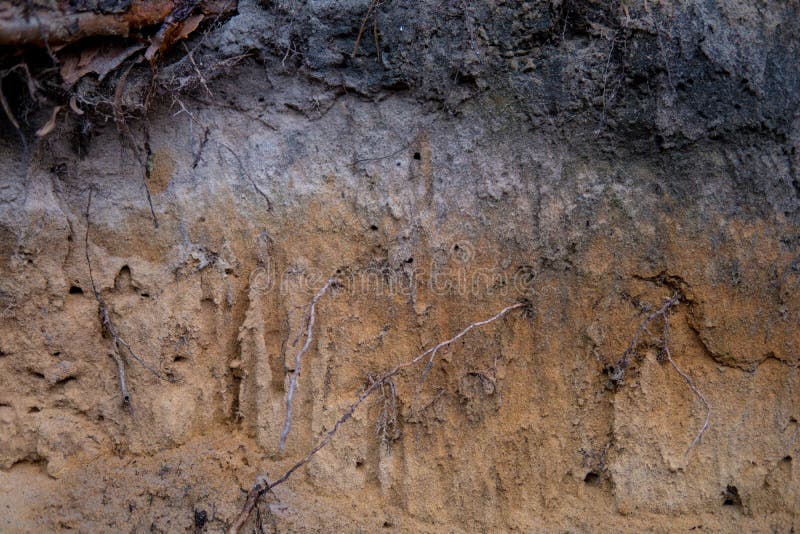 Detalle Del Suelo De Podzol Foto de archivo - Imagen de modelo ...
