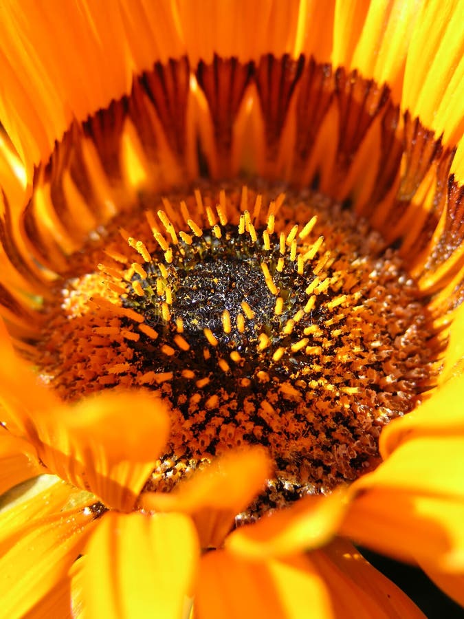 Detalle Macro De La Flor Anaranjada Del Gerbera Imagen de archivo ...