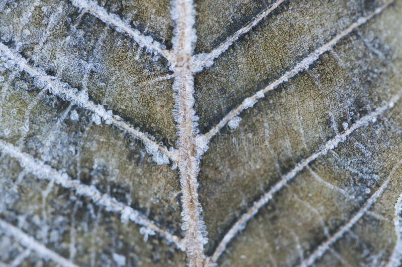 Detalle Macro Del Primer De La Hoja Congelada Foto de archivo - Imagen ... Detalle Macro Del Primer De La Hoja Congelada Foto de archivo - Imagen ...