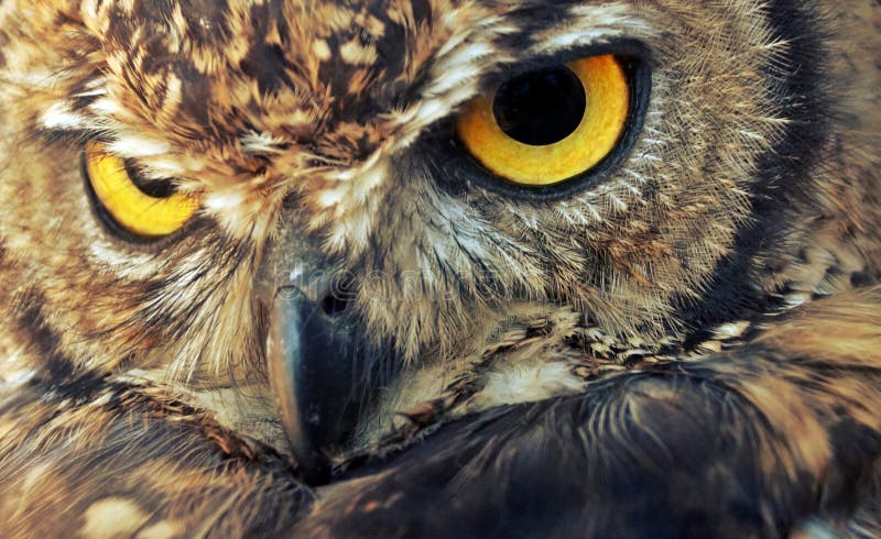 Ojo del buho imagen de archivo. Imagen de animal, amarillo - 14536823