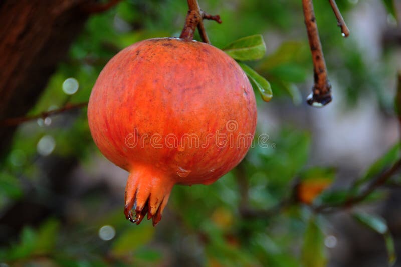 Detalles de la fruta roja foto de archivo. Imagen de cuelga - 6478530