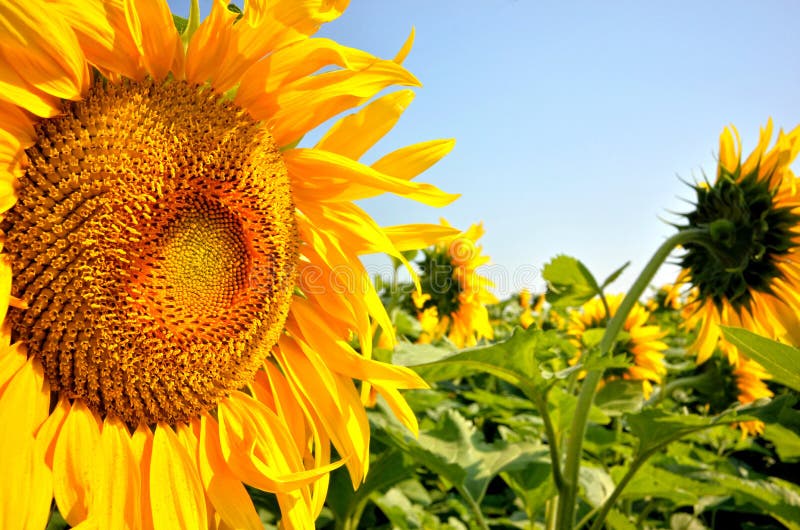 Detalles De Oro De La Flor Del Sol Imagen de archivo - Imagen de afuera ...